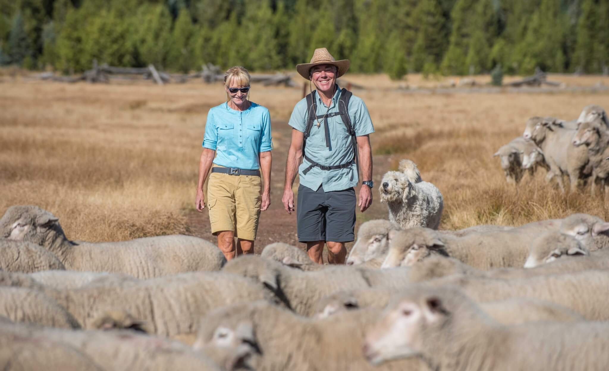 What To Do If You Encounter Sheep or Cattle on the Trail... - Recreate ...